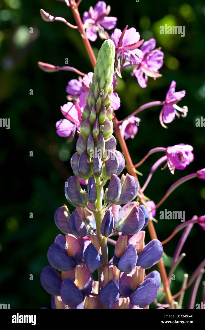 Lupin like plant hi-res stock photography and images - Alamy