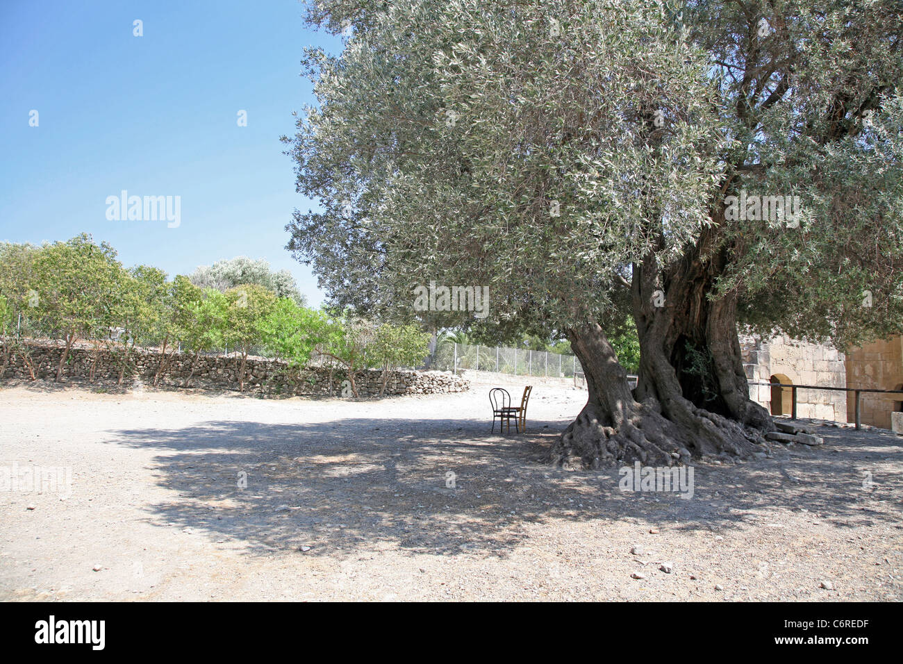 relaxing under the olive tree Stock Photo - Alamy
