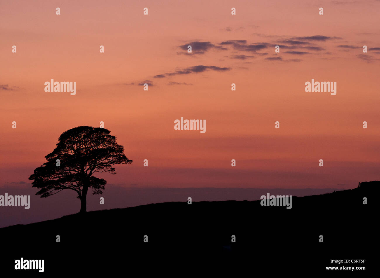 The Sycamore Tree Stock Photo - Alamy