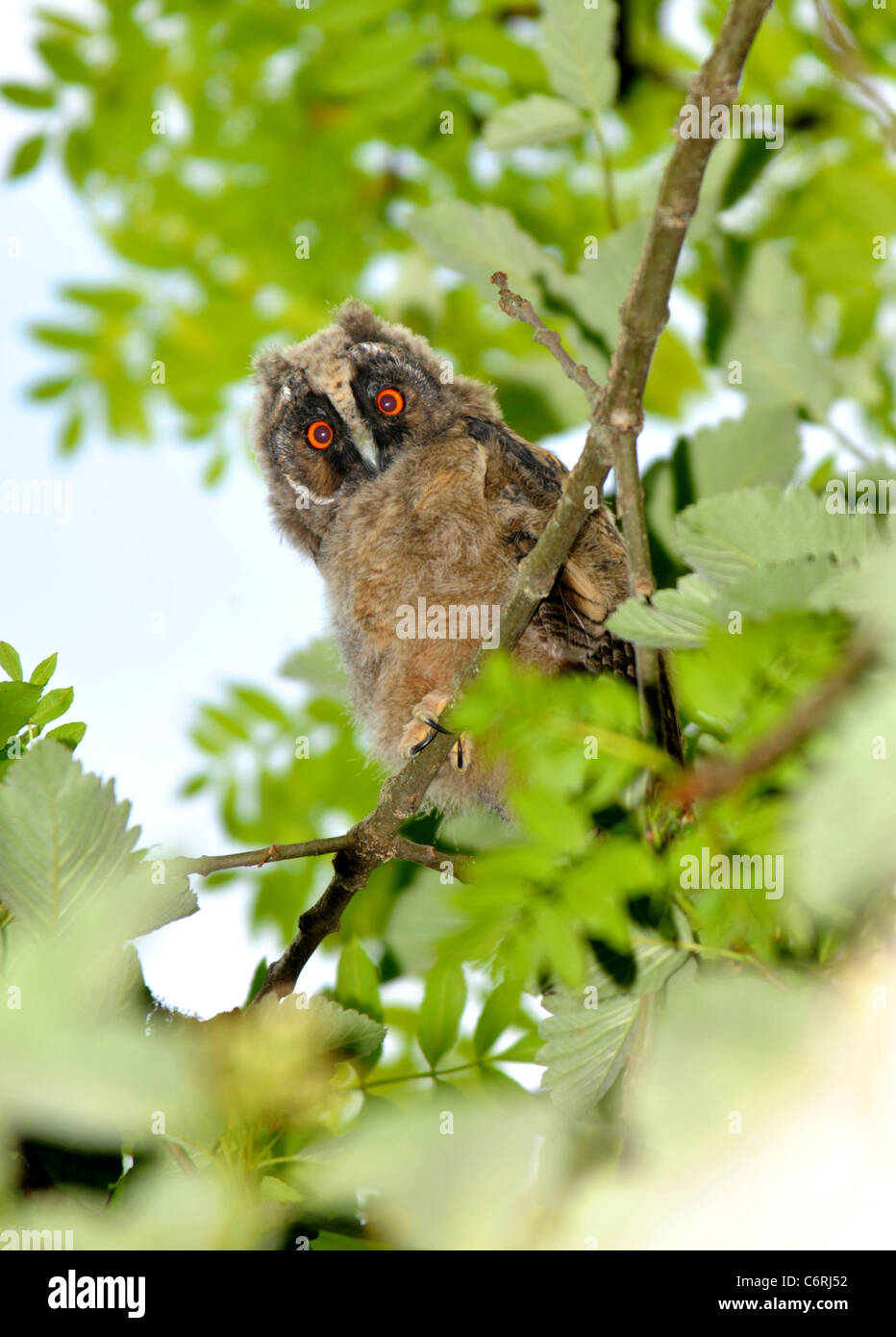 Cute baby owl hi-res stock photography and images - Alamy
