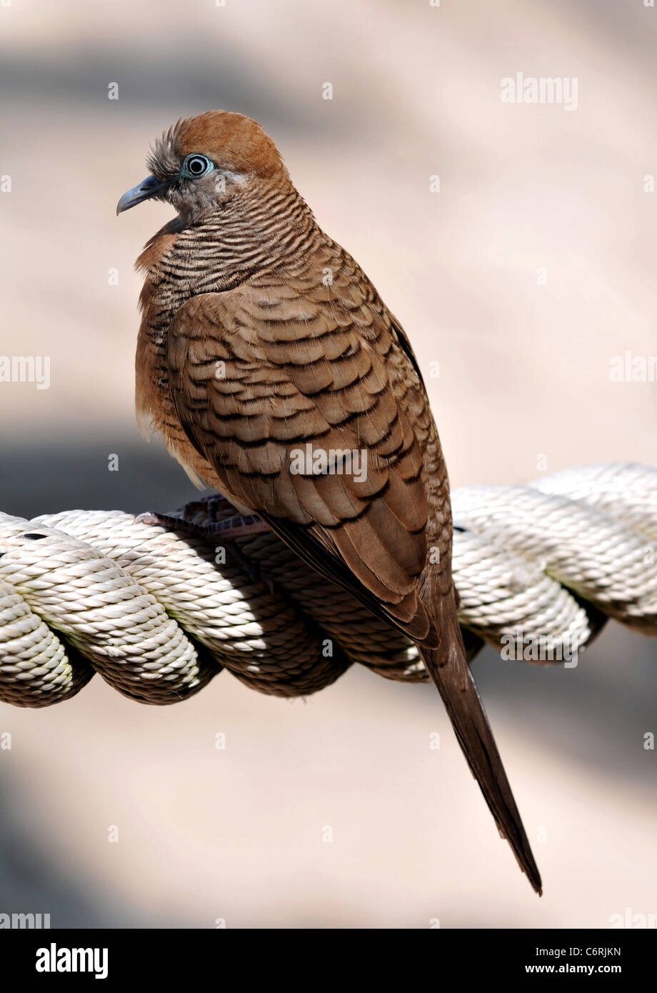 Zebra Dove (Geopelia striata Stock Photo - Alamy