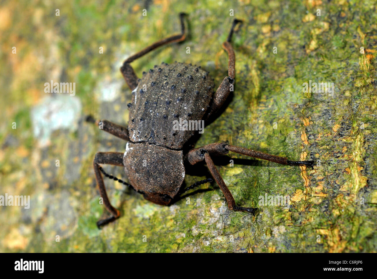 Indian beetle hi-res stock photography and images - Alamy