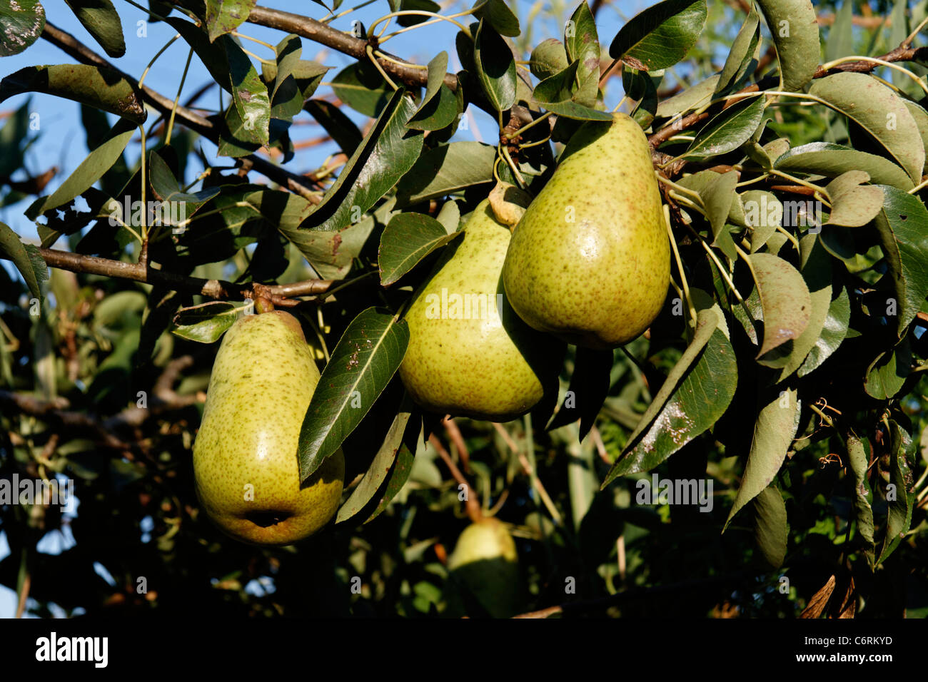 Guyot pears on the tree (Pyrus sp Stock Photo - Alamy