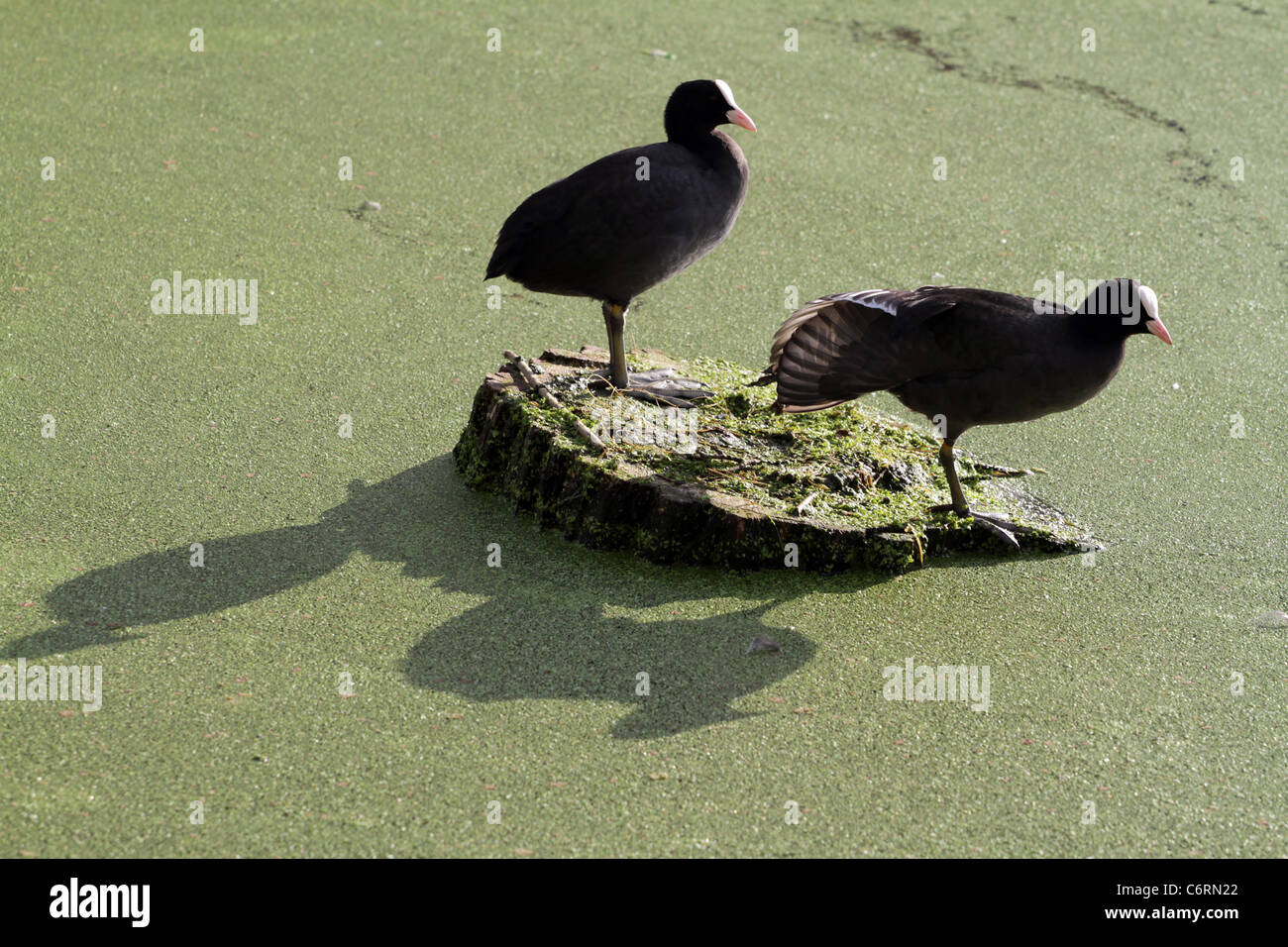 Ecology of water birds hi-res stock photography and images - Alamy