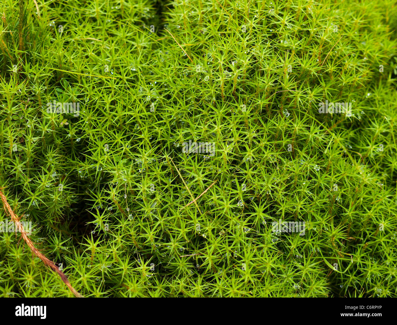 Vibrant sphagnum moss in a bog in Black Mountain area of Brecon Beacons ...