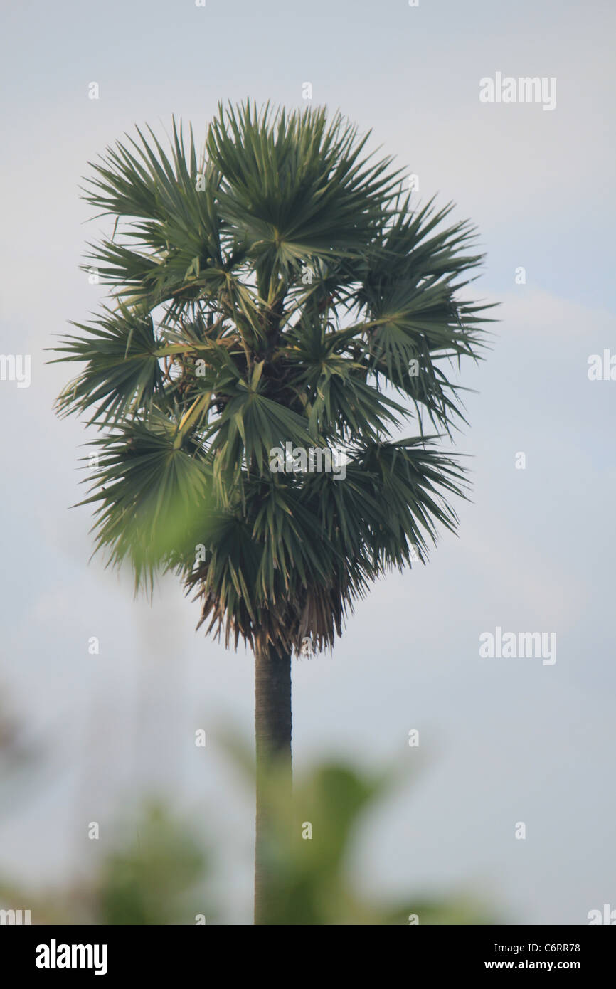 Palem hi-res stock photography and images - Alamy