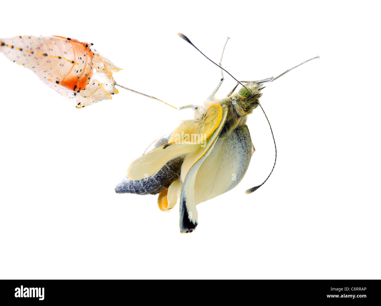 Metamorphosis cocoon Cut Out Stock Images & Pictures - Alamy