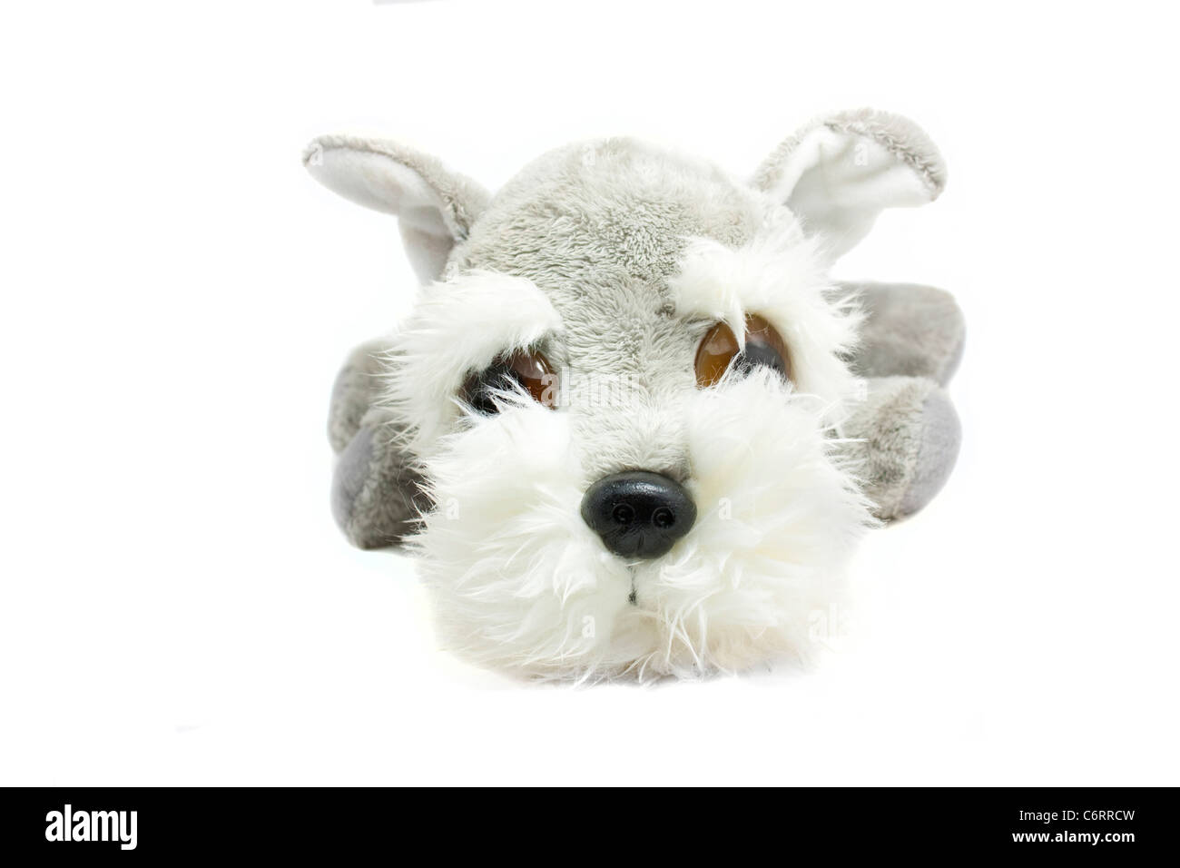 cute grey terrier fluffy toy dog with sad eyes Stock Photo - Alamy