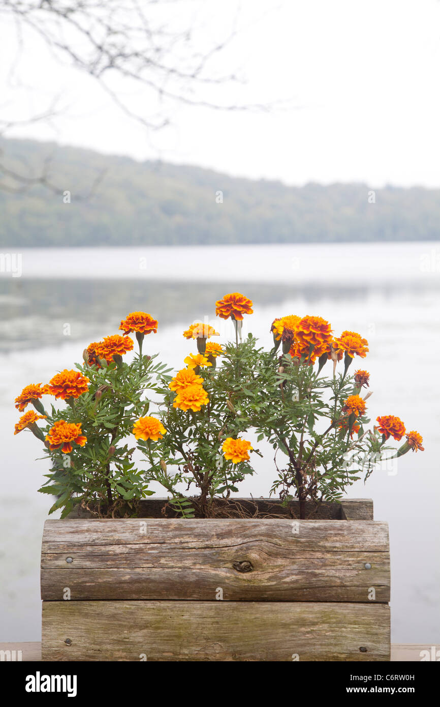 Orange flowers in a rustic flower box at swan lake new york Stock Photo ...