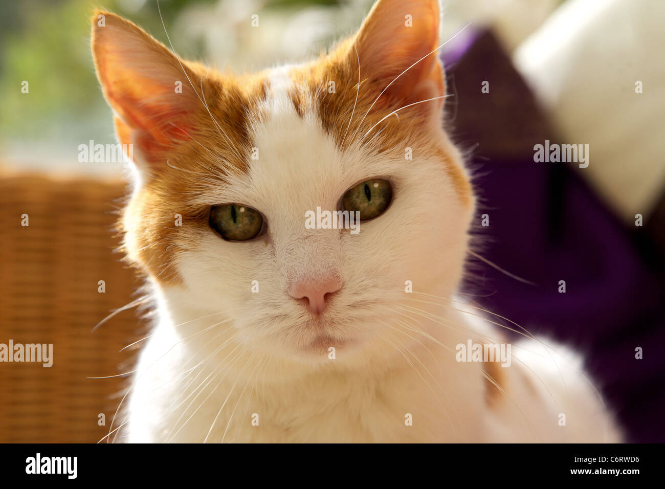 Cat looking close up hi-res stock photography and images - Alamy