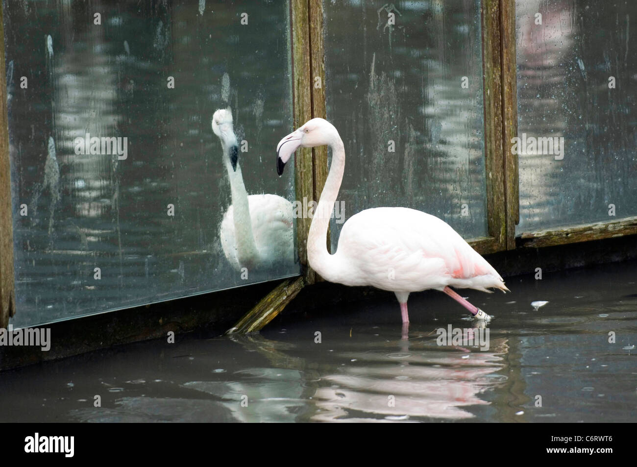 Flamingo enclosure hi-res stock photography and images - Alamy