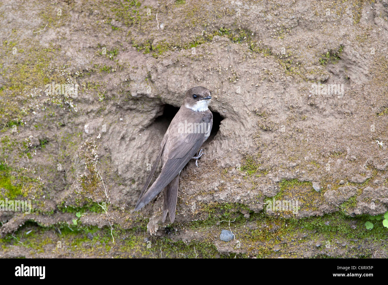 Riparia riparia - sand martin Stock Photo - Alamy
