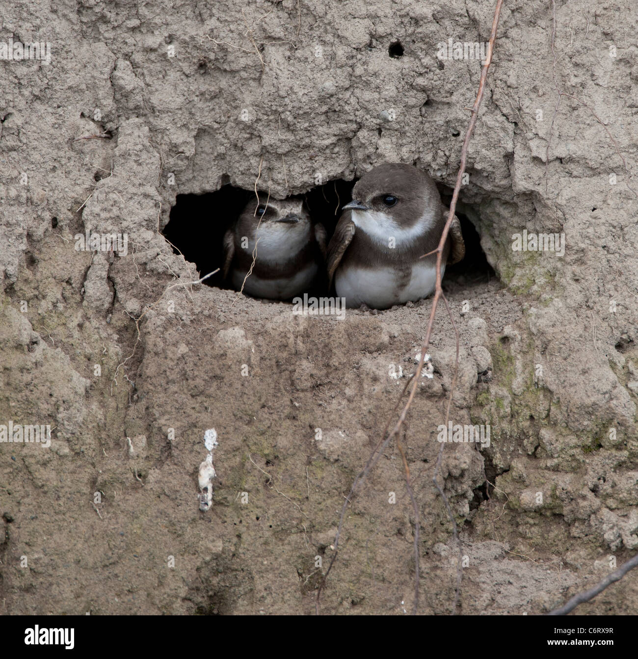 Riparia riparia - sand martin Stock Photo - Alamy