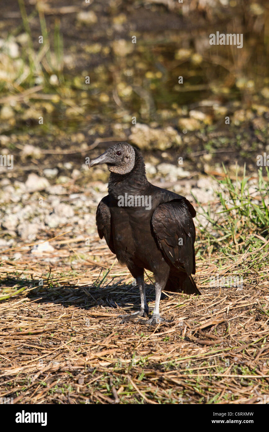Black vulture coragyps atratus hi-res stock photography and images - Alamy