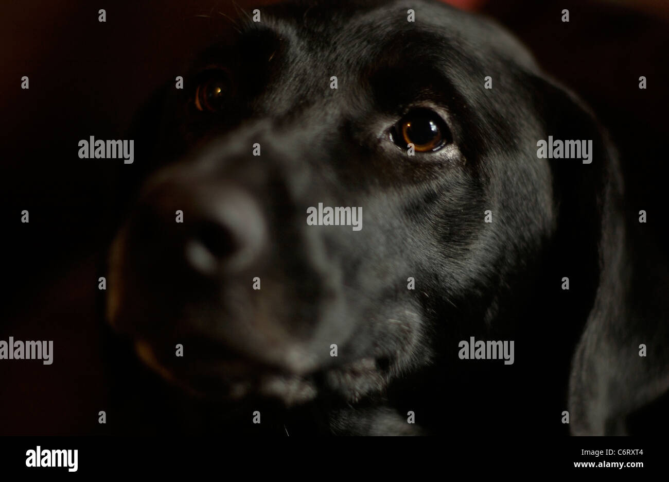 Black lab (Labrador) dog on dark background. low key image. Innocent ...