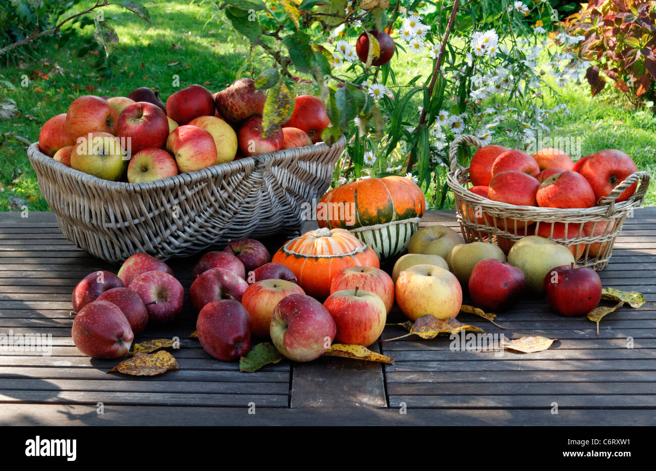 Malus varieties hi-res stock photography and images - Alamy
