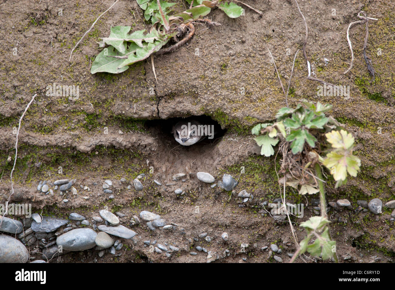 Riparia riparia - sand martin Stock Photo - Alamy