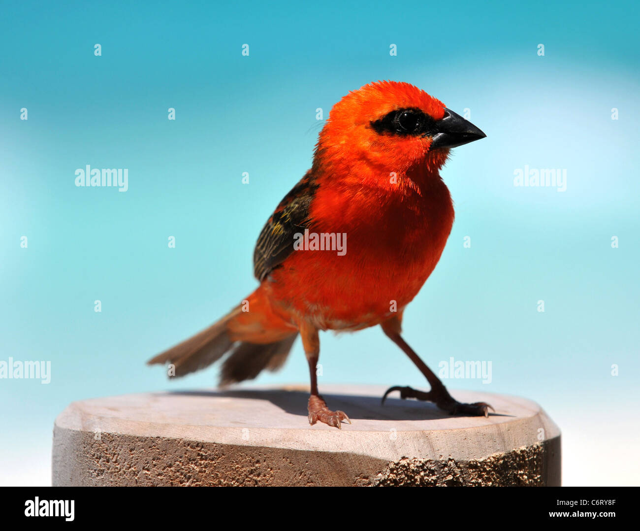Red Fody (Foudia madagascariensis), Red Cardinal Fody Stock Photo - Alamy