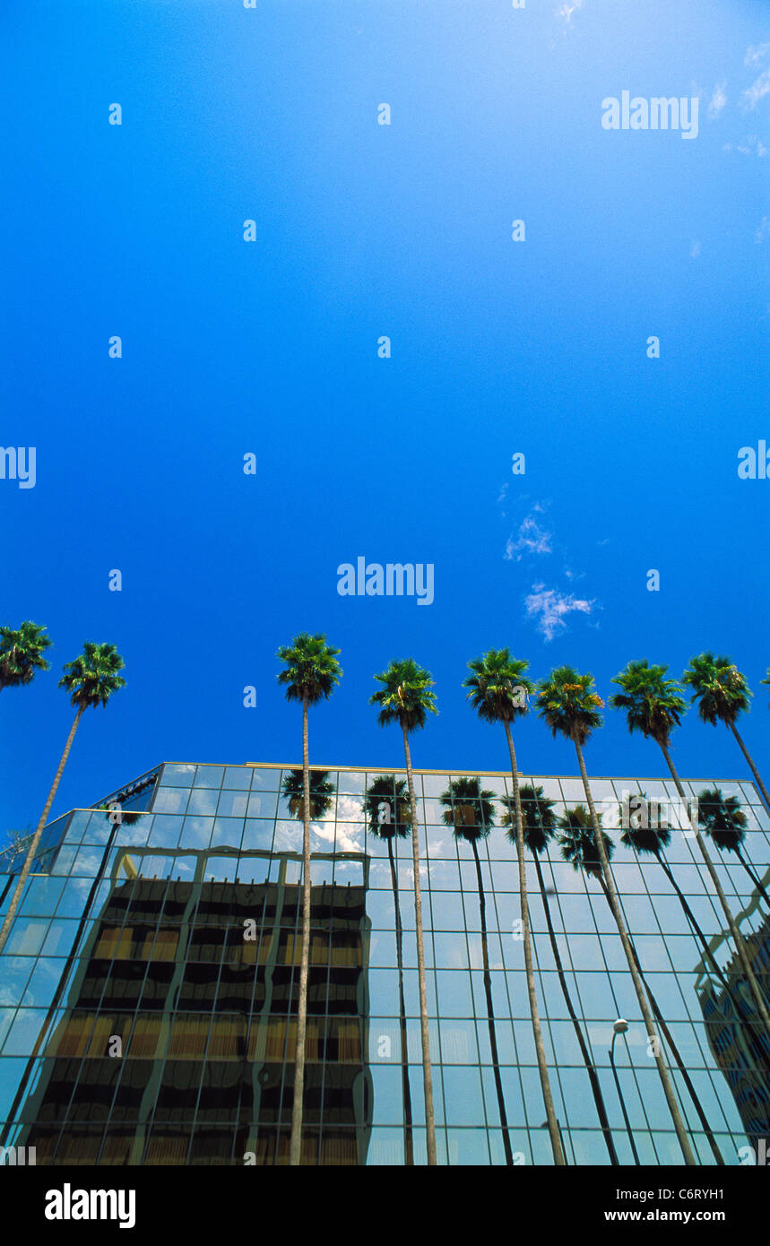 palm tree building Stock Photo - Alamy