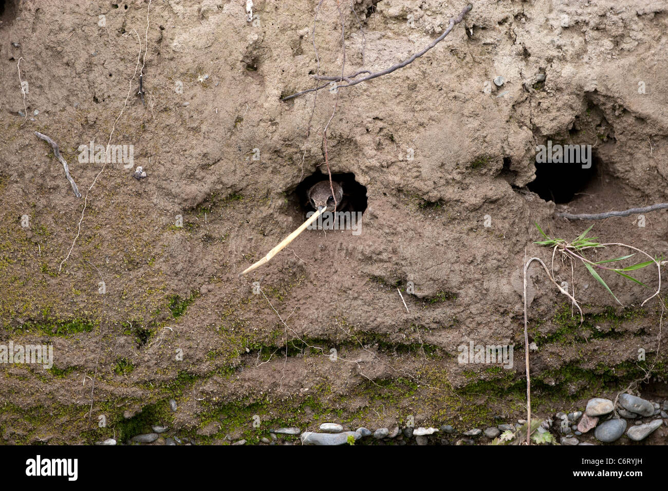 Riparia riparia - sand martin Stock Photo - Alamy