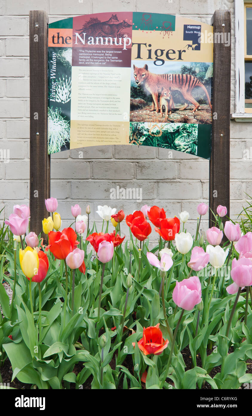 Nannup tiger western australia hi-res stock photography and images - Alamy