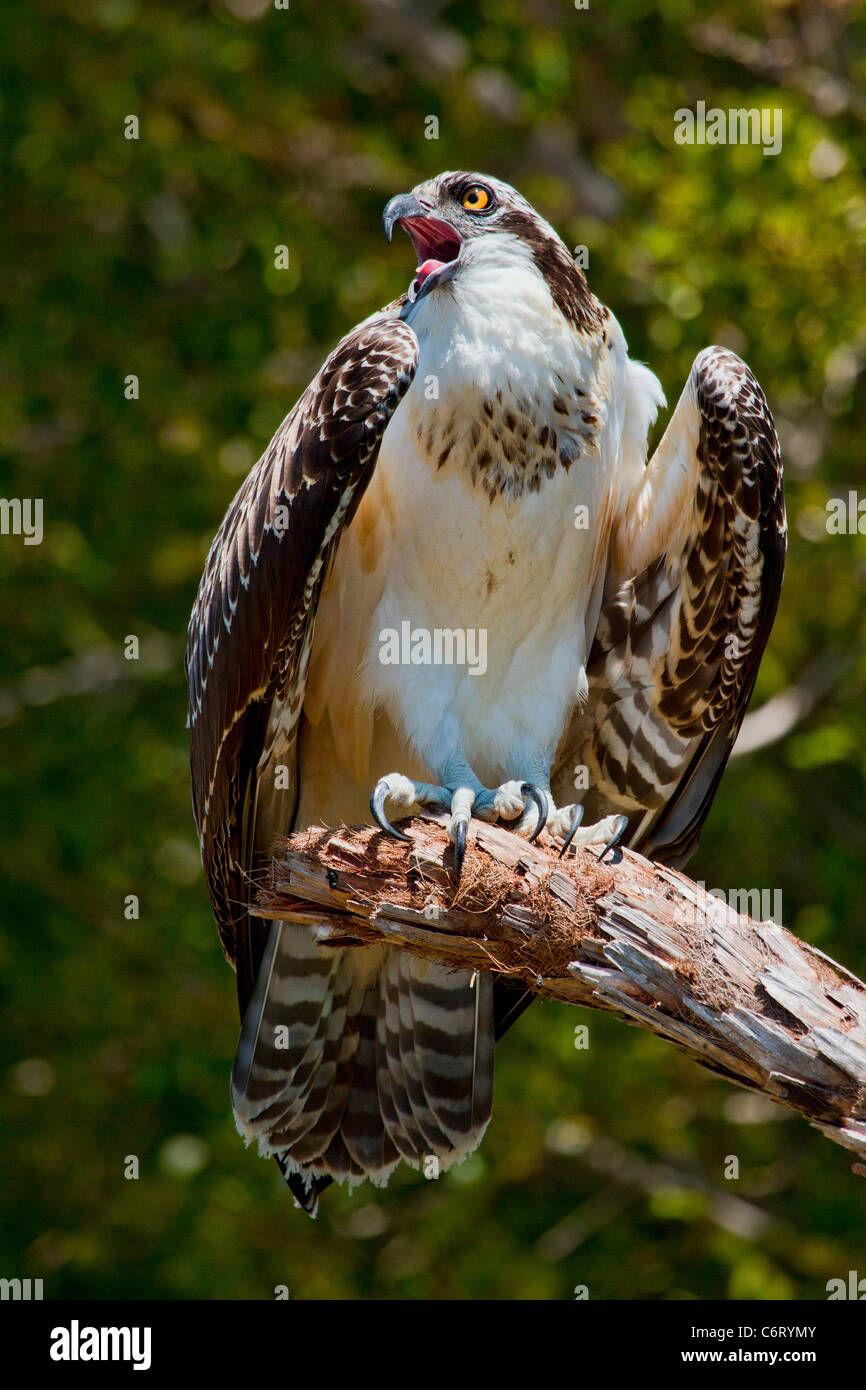 Calling your name hi-res stock photography and images - Alamy