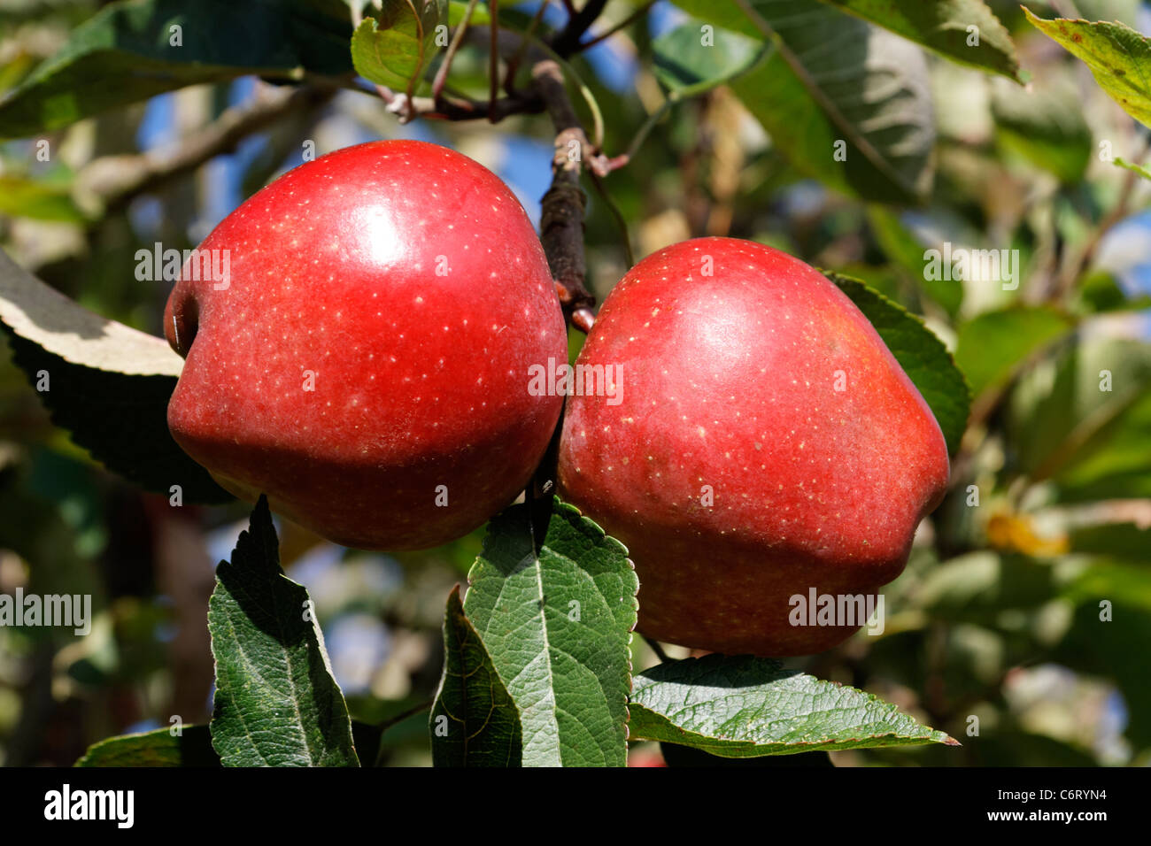 Starkinson hi-res stock photography and images - Alamy