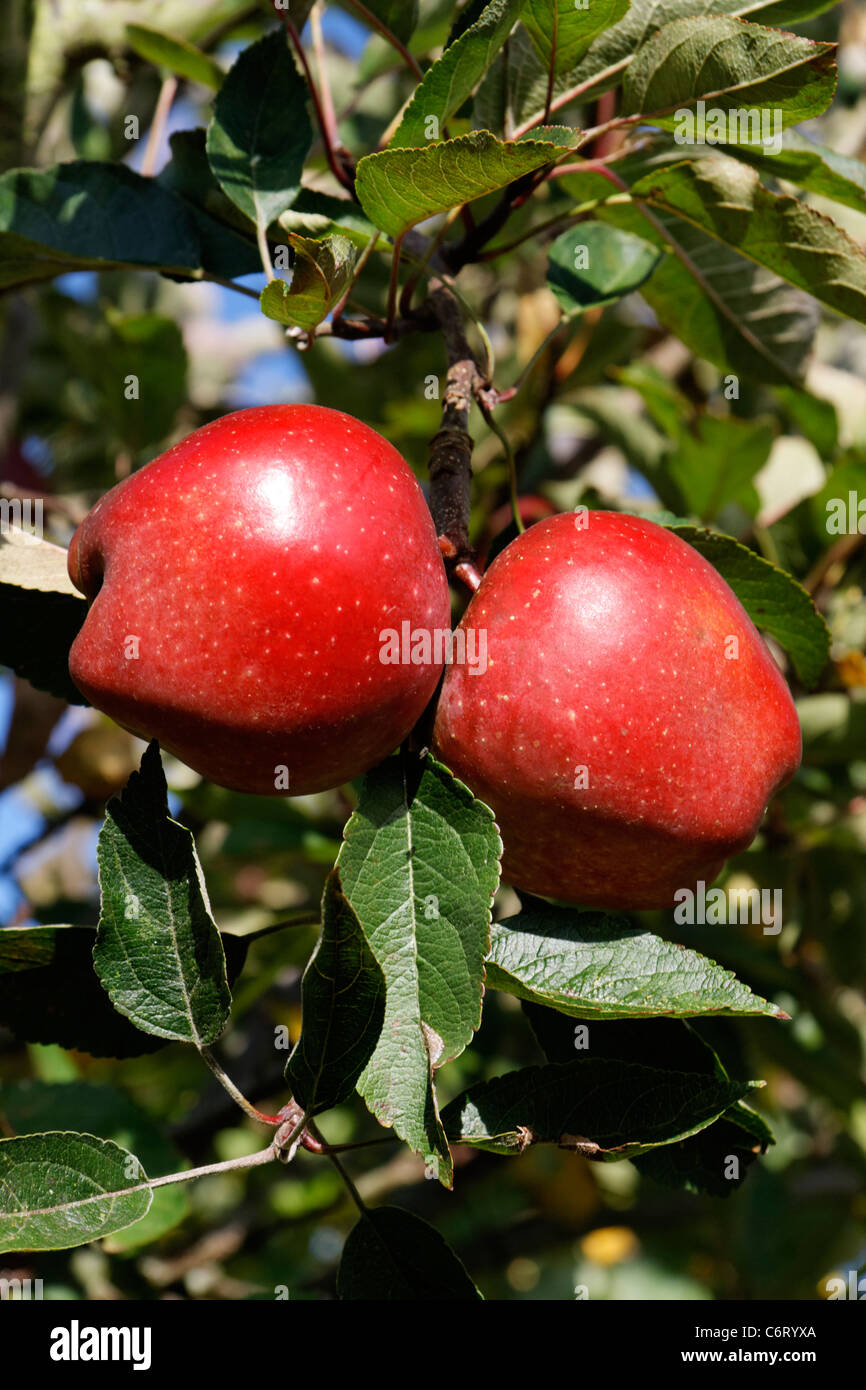 Starkinson hi-res stock photography and images - Alamy