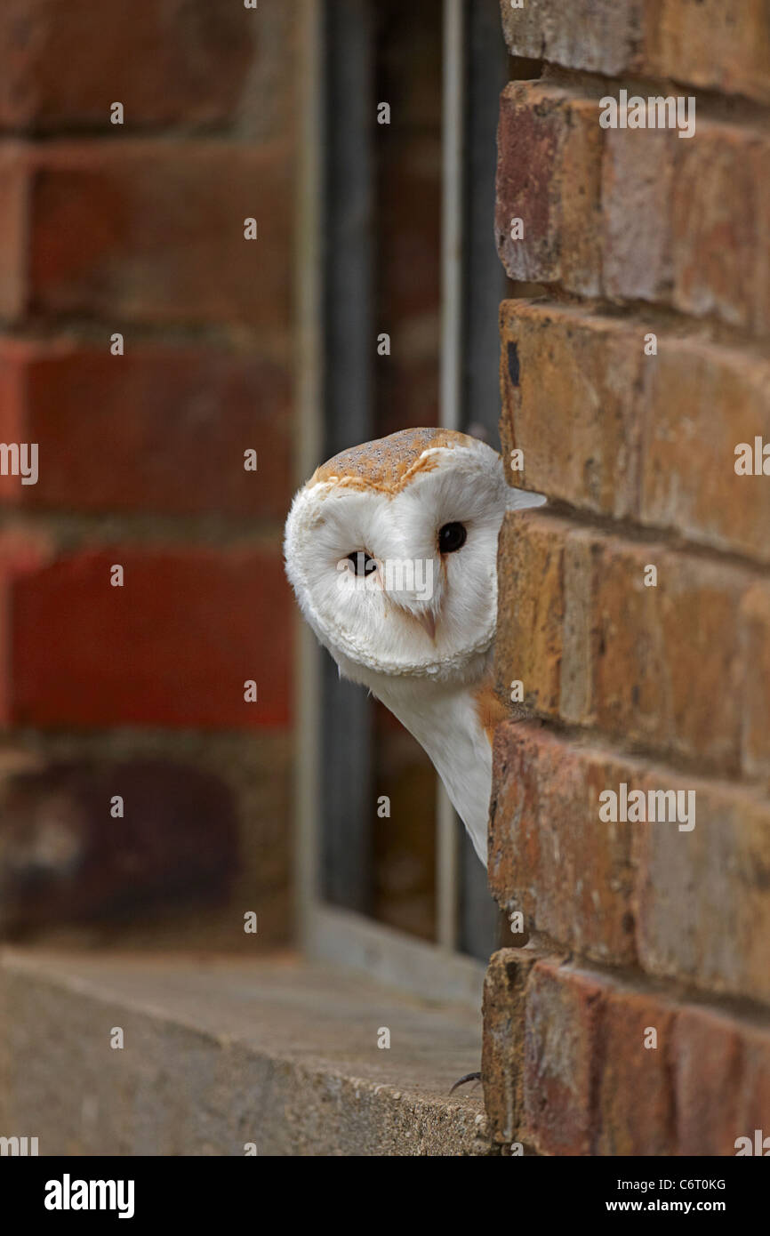 Captive Barn Owl looking around the cornerwhile sitting on a window ...
