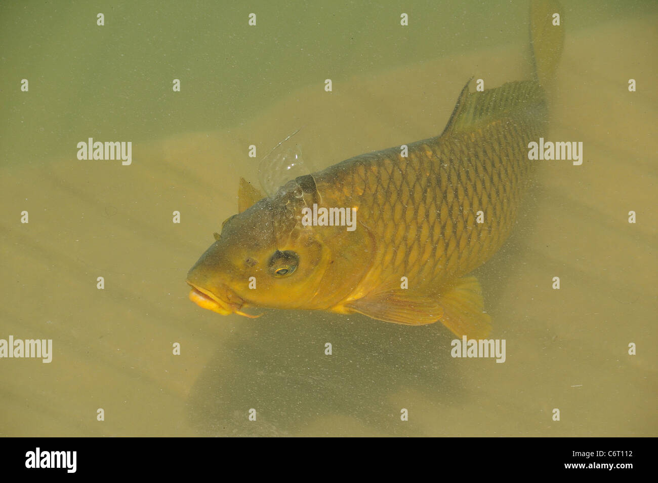 Holy fish hi-res stock photography and images - Alamy