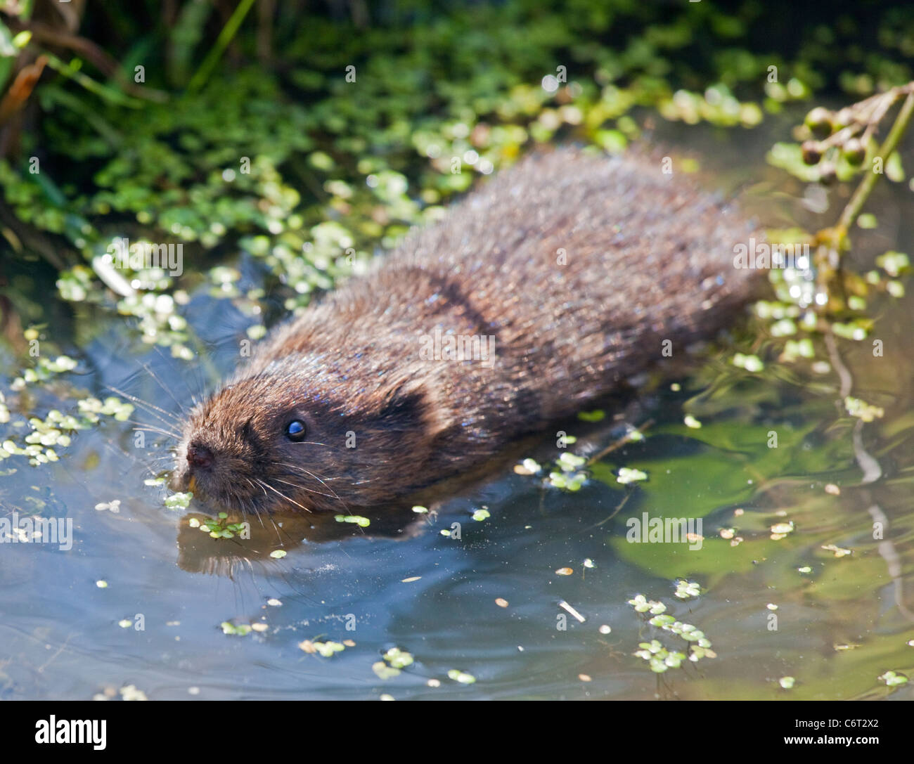 Water Voles Uk High Resolution Stock Photography and Images - Alamy