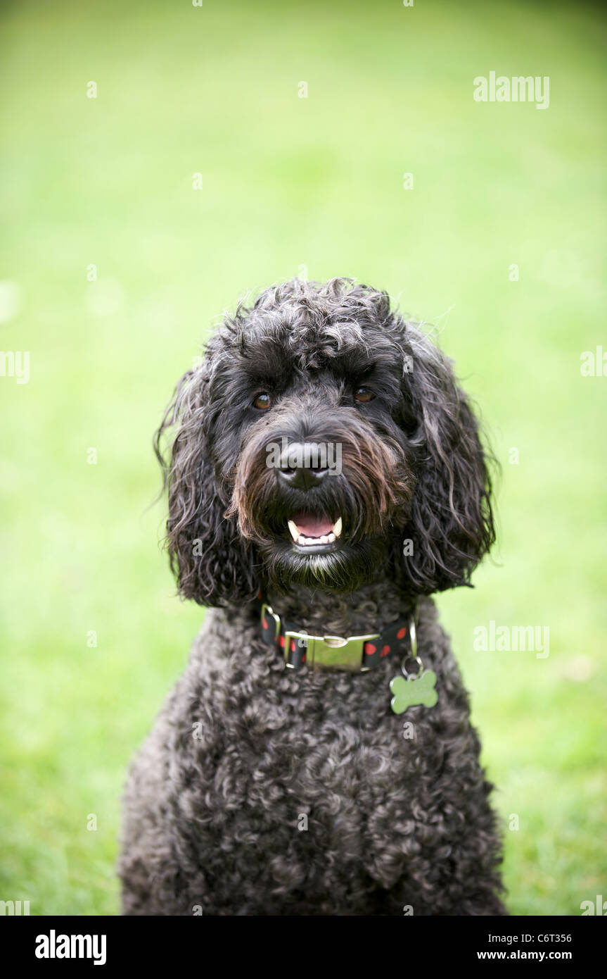 Labradoodle hi-res stock photography and images - Alamy