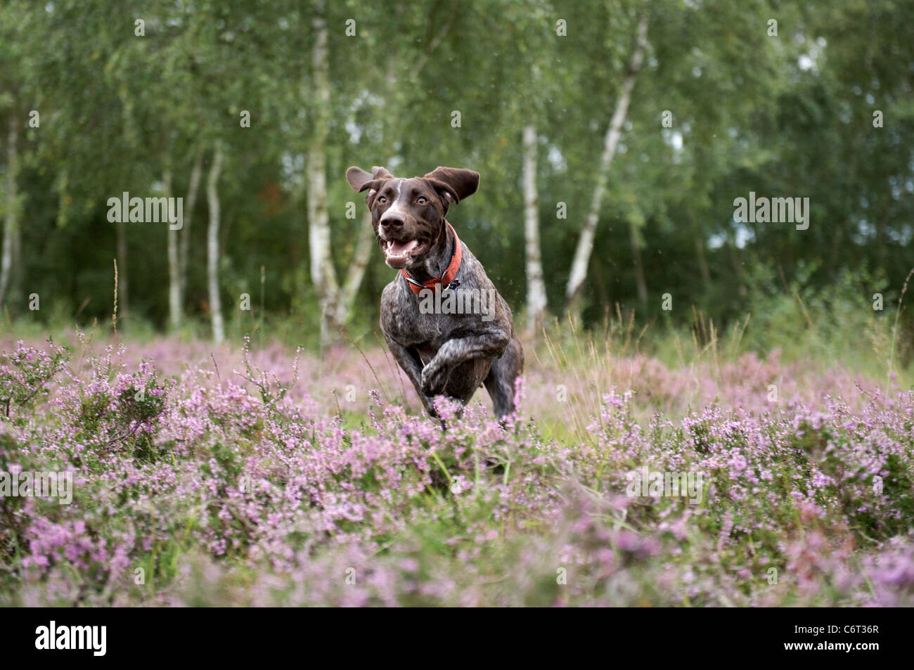 Jumping german shorthaired pointer hi-res stock photography and images ...