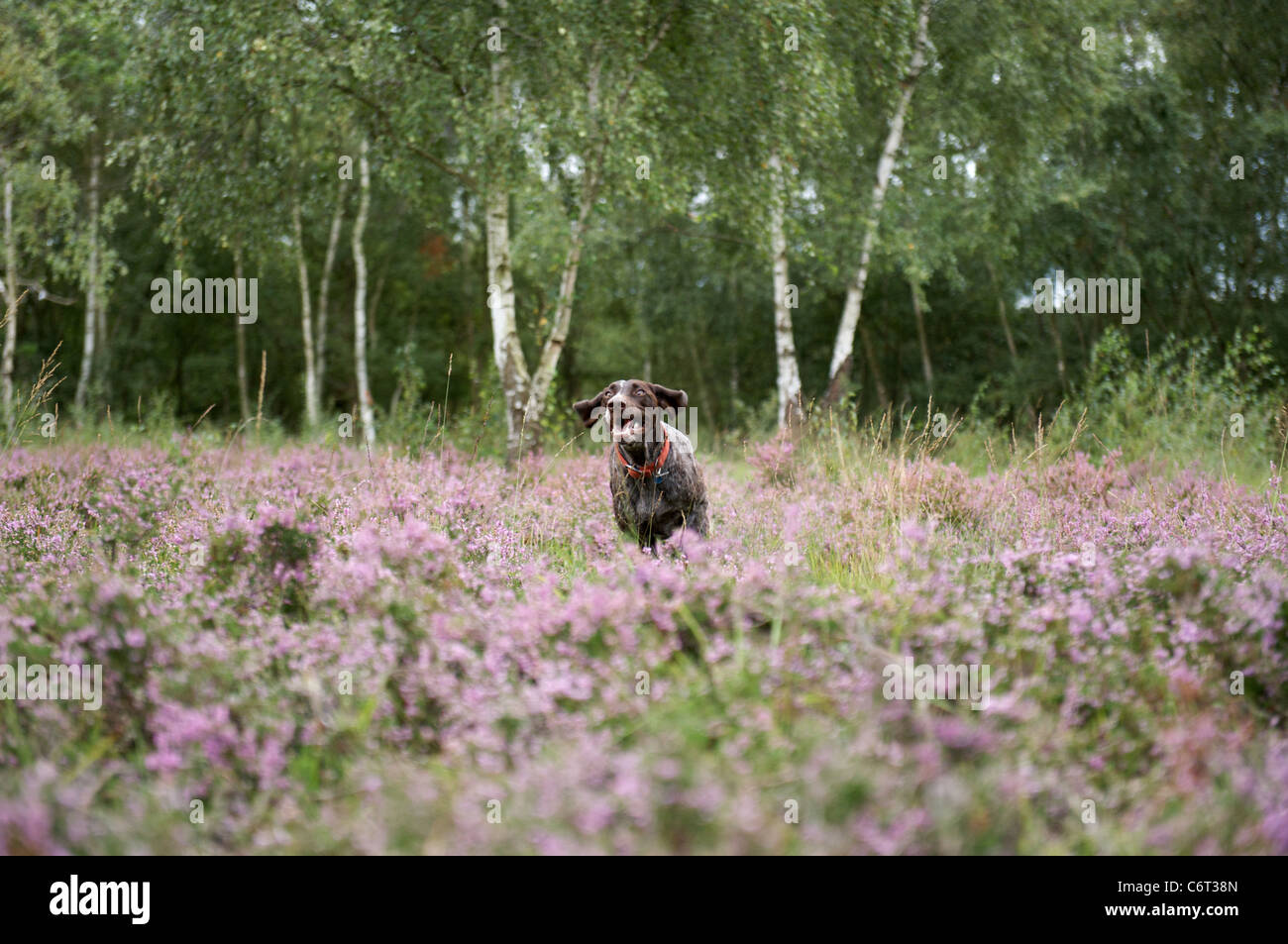 A German Pointer jumps through the heather Stock Photo - Alamy