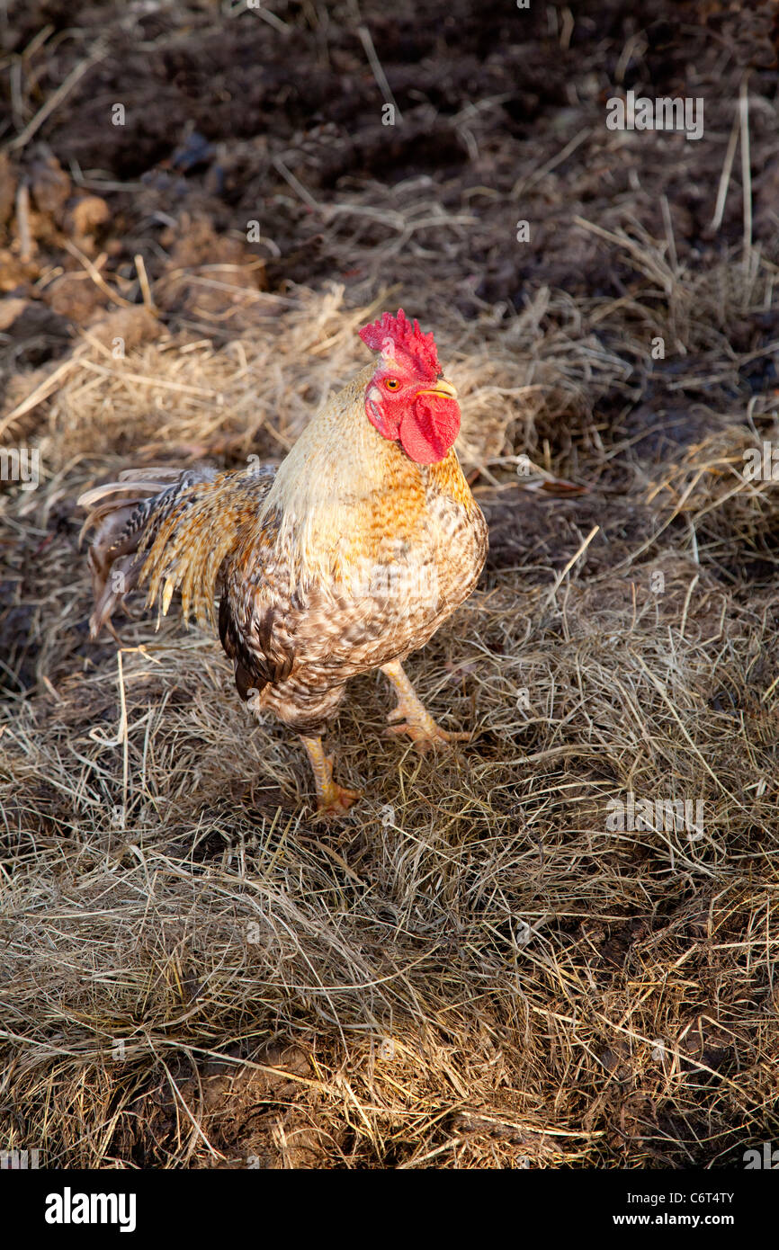 Free Range Chicken on an Organic Farm Stock Photo - Alamy