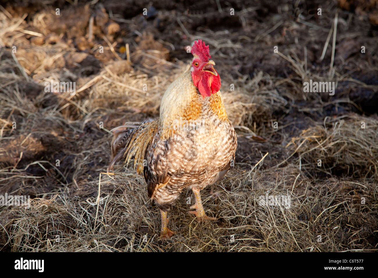 Free Range Chicken on an Organic Farm Stock Photo - Alamy