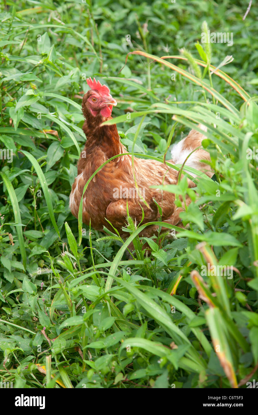 Free Range Chicken on an Organic Farm Stock Photo - Alamy