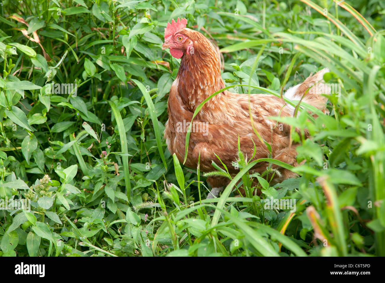 Free Range Chicken on an Organic Farm Stock Photo - Alamy