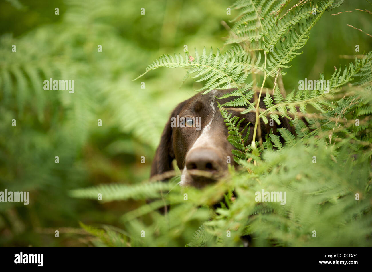 Hiding in ferns hi-res stock photography and images - Alamy
