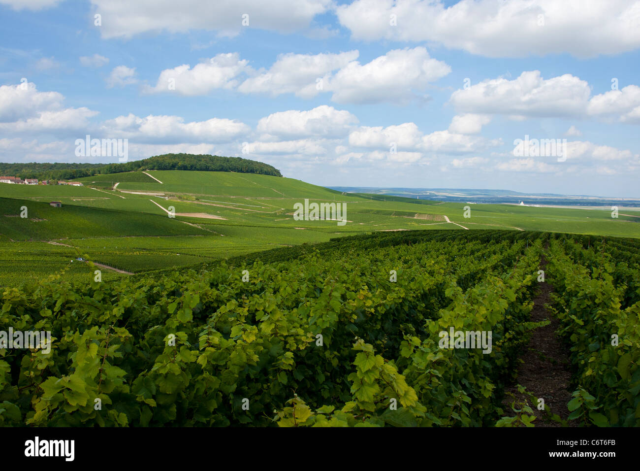 French champaign hi-res stock photography and images - Alamy