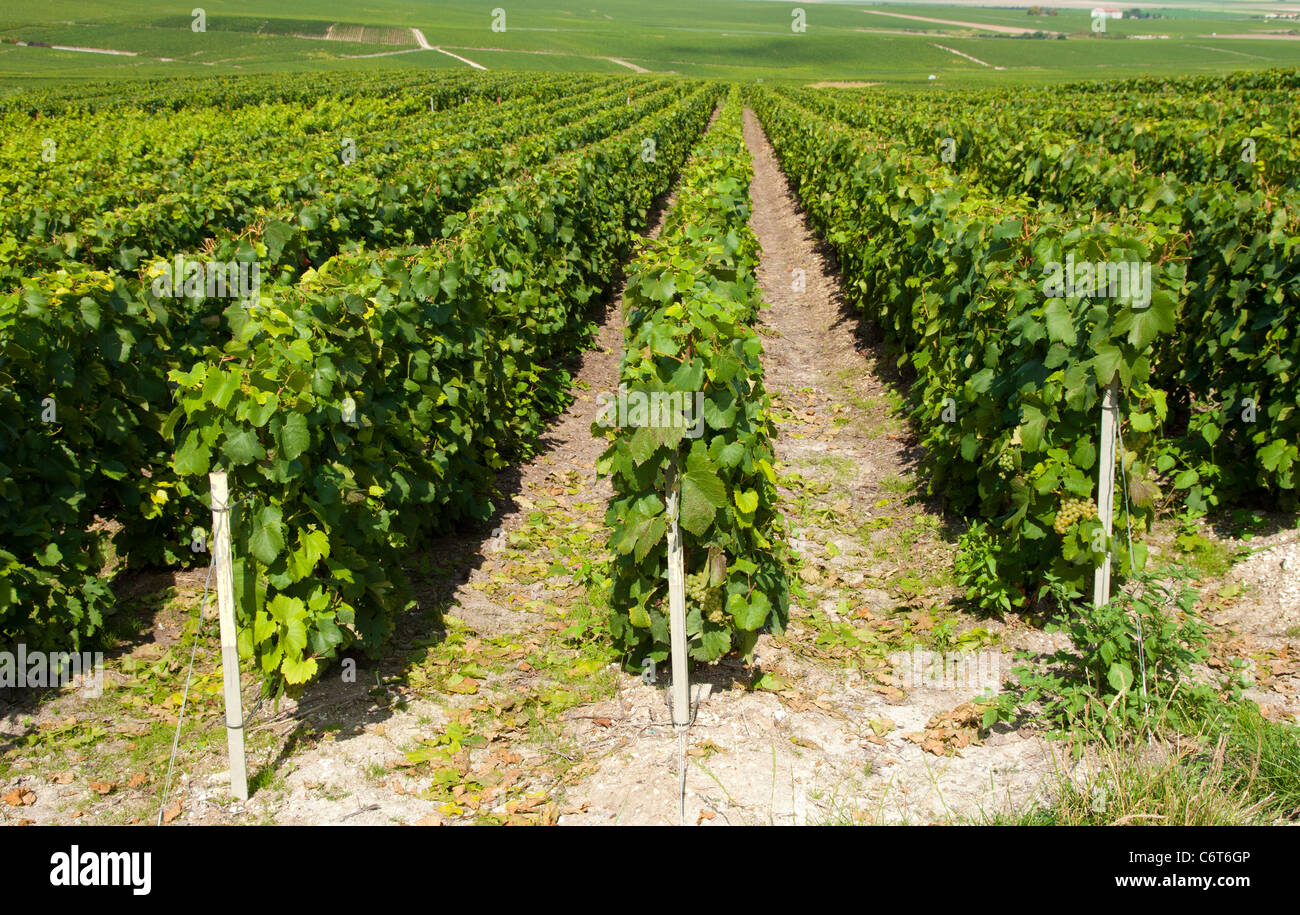 French champaign hi-res stock photography and images - Alamy