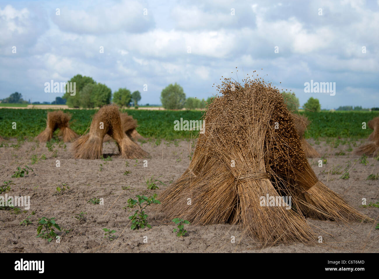Drying flax the old fashioned way Stock Photo - Alamy