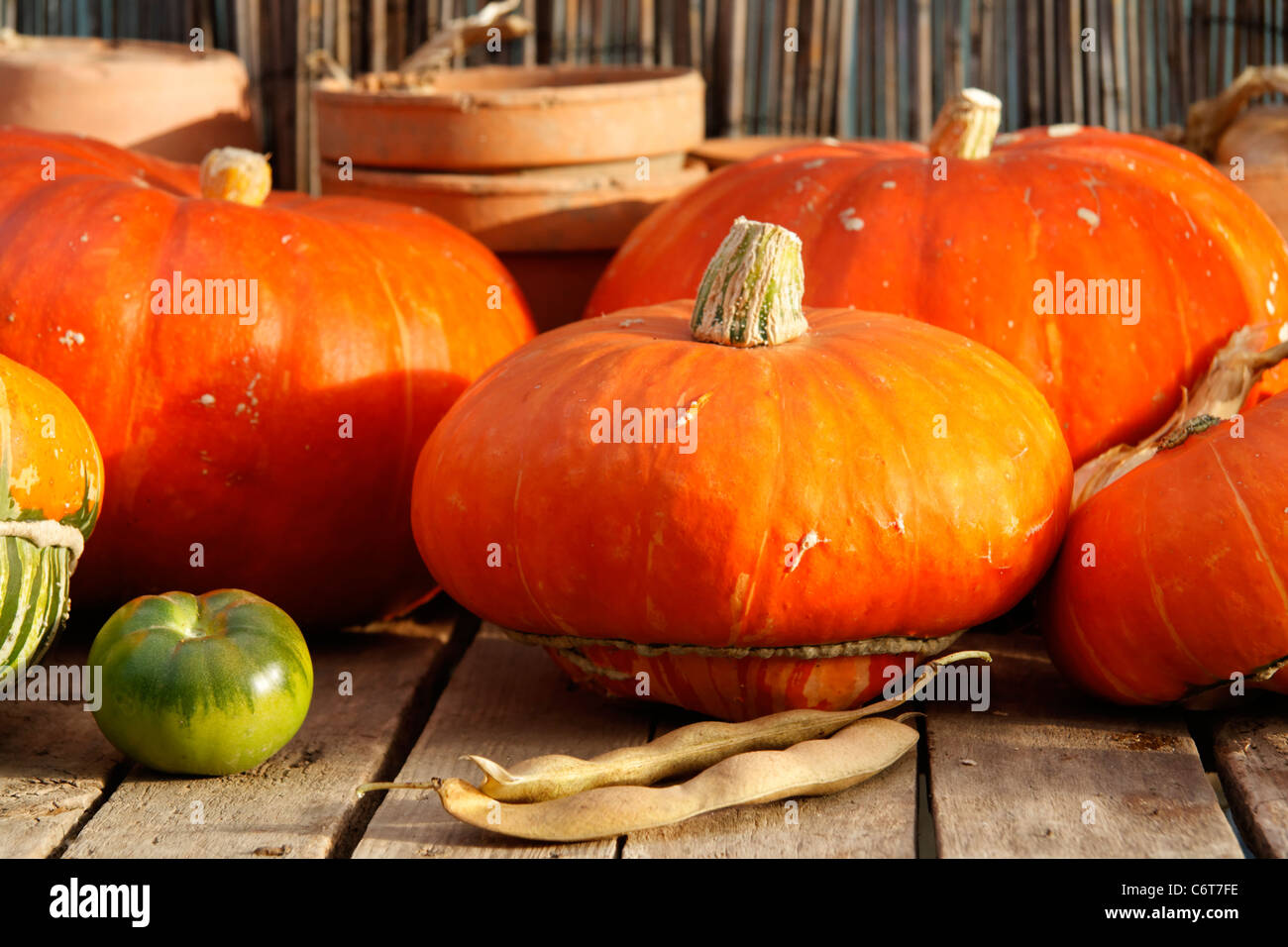 Giraumon Cucurbita Maxima High Resolution Stock Photography and Images ...