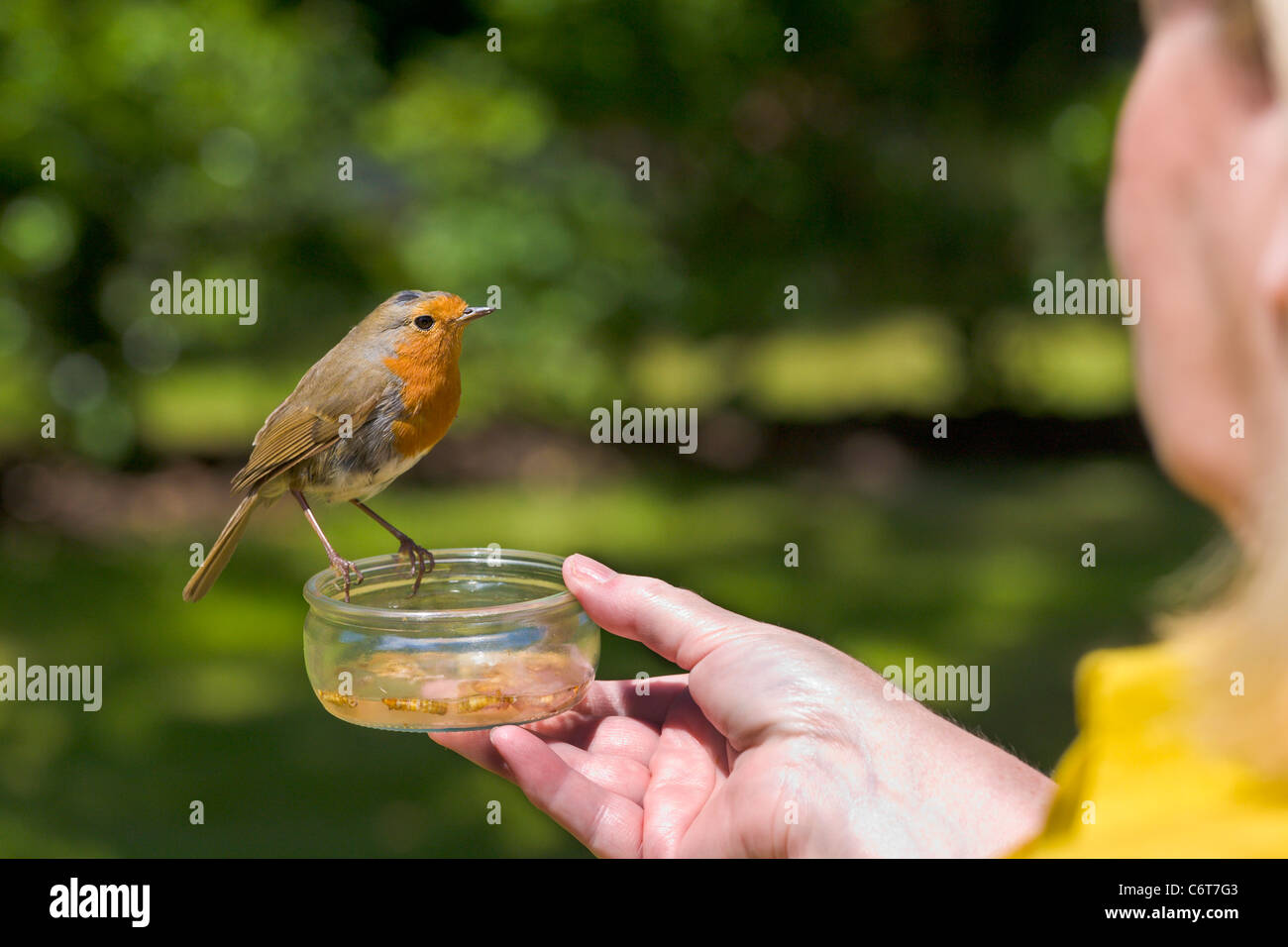 Robin hand feeding hi-res stock photography and images - Alamy