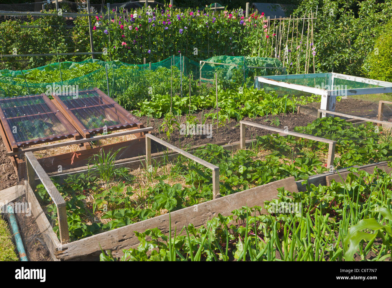 Allotment hi-res stock photography and images - Alamy