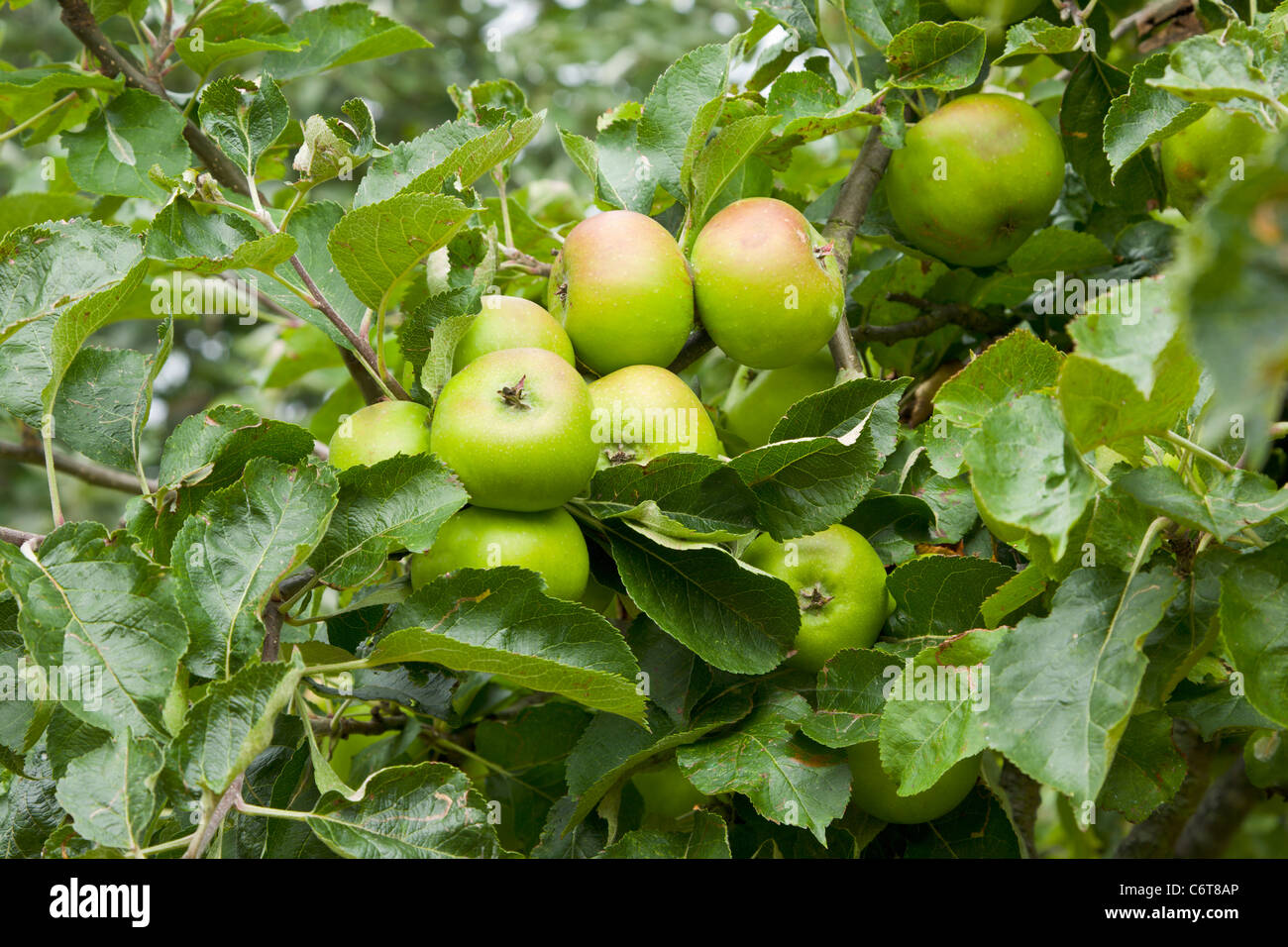 Cooking apples tree hi-res stock photography and images - Alamy