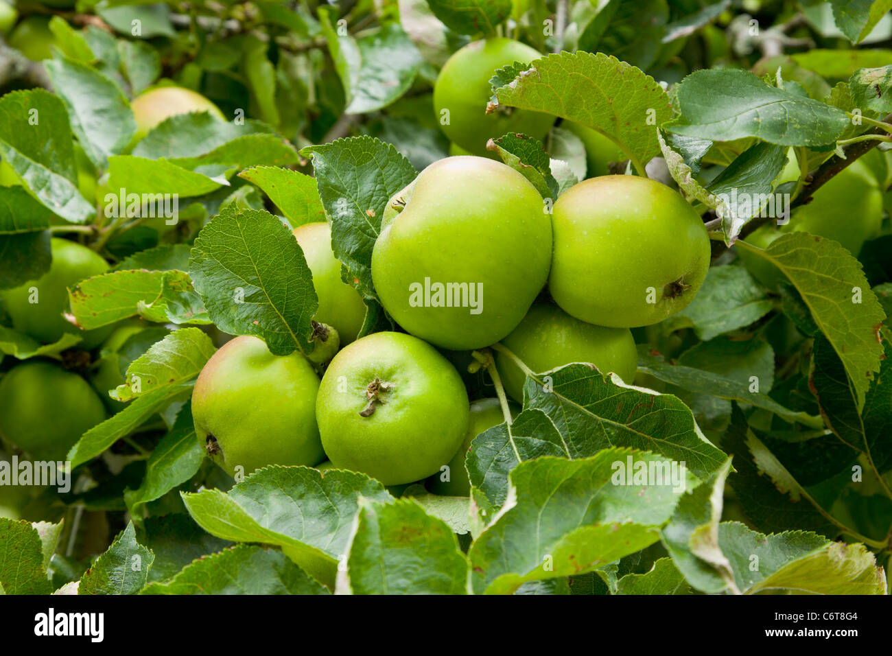 Cooking apples hi-res stock photography and images - Alamy