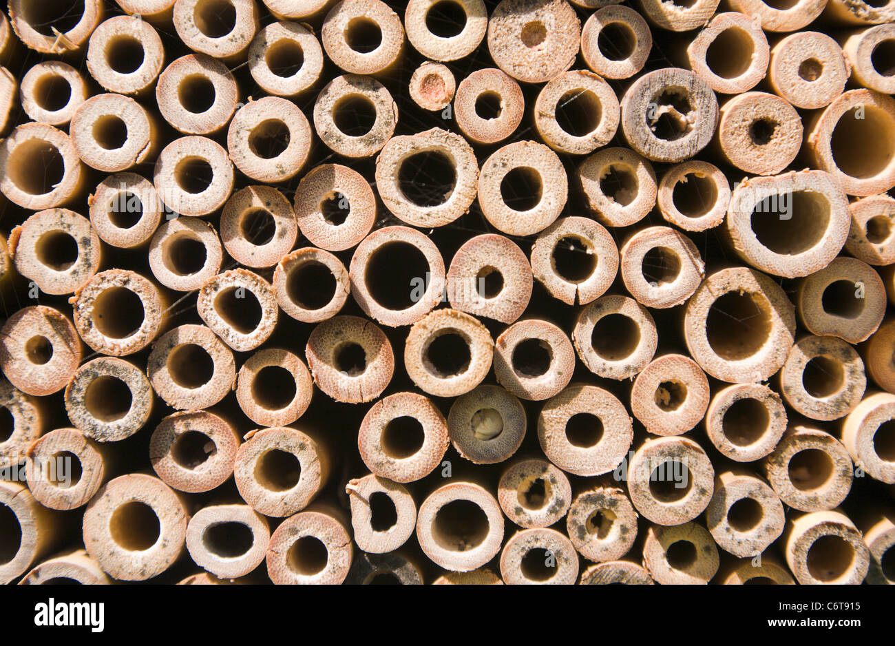 Bee box hi-res stock photography and images - Alamy