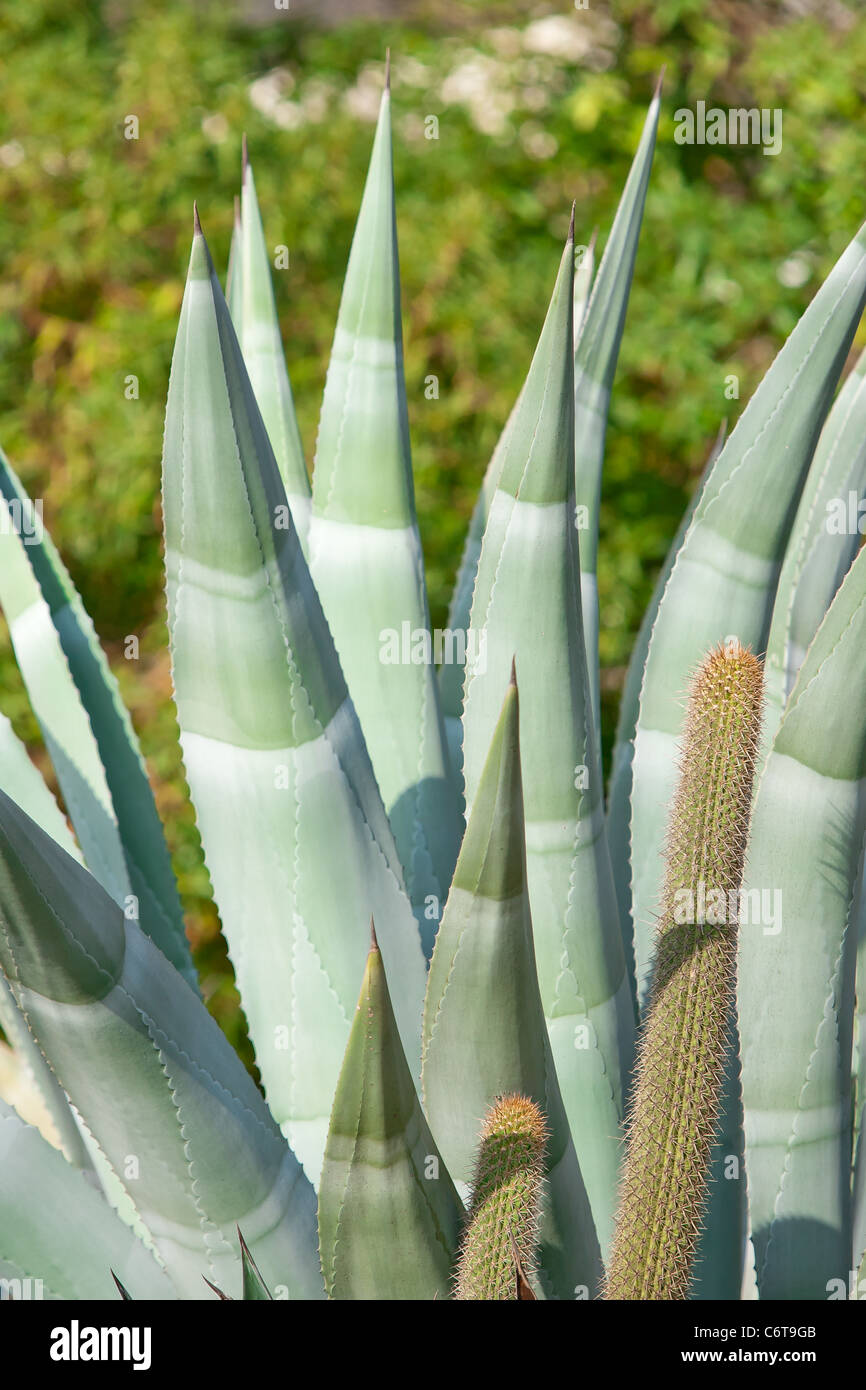 Closeup aloe vera, medicinal plant in his natural environment Stock ...