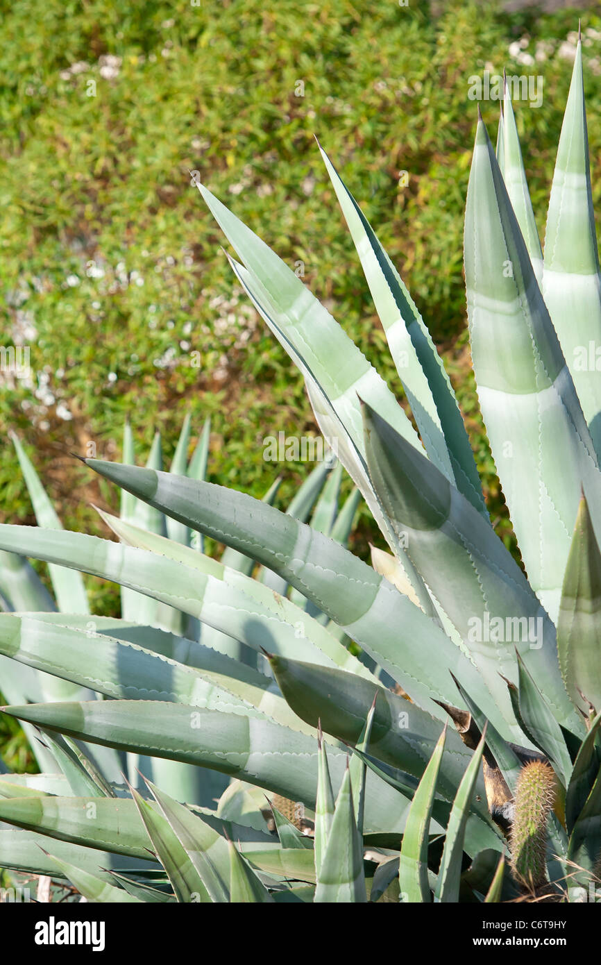 Aloe pure hi-res stock photography and images - Alamy